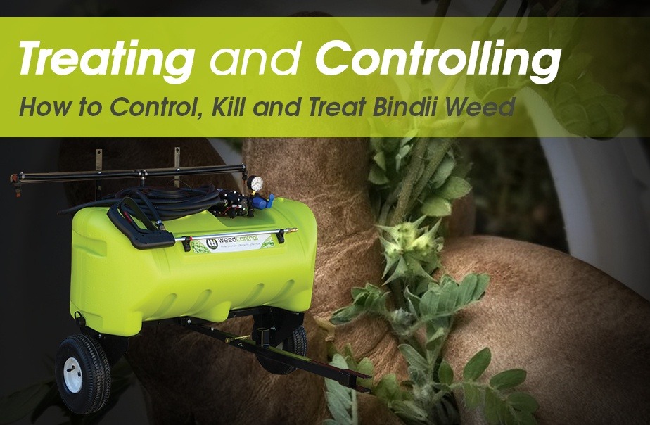 How to Control, Kill and Treat Bindii Weed